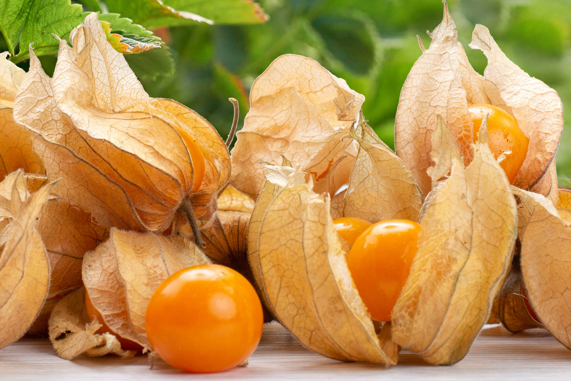 Dried Physalis - Nuticol